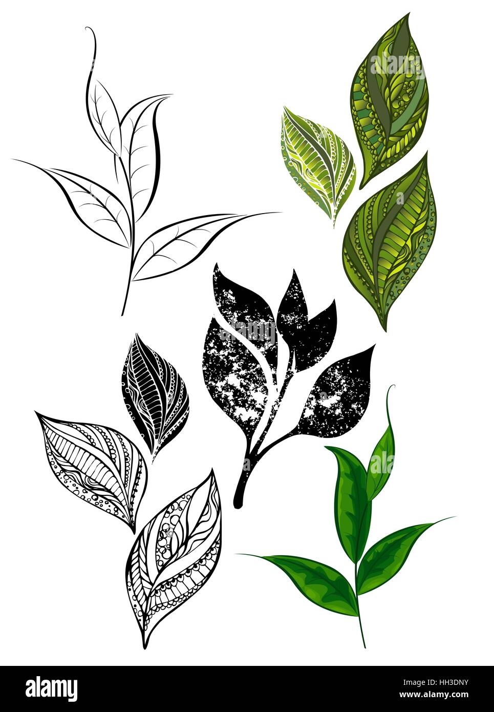 Black Tea Leaves Vector