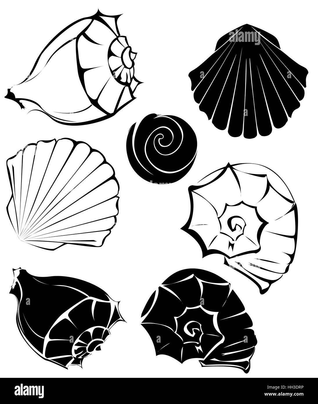 Thin shells Stock Vector Images - Alamy