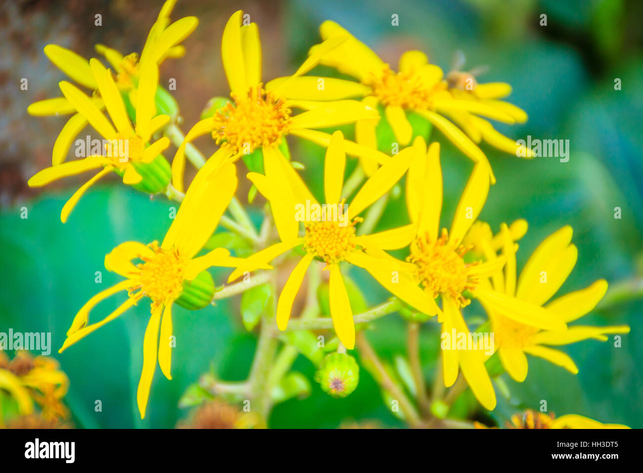Unknown yellow flowers growing on the walking street in Jeju city, Jeju ...