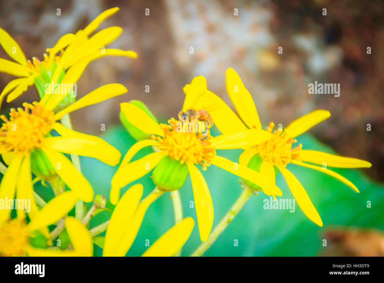 Unknown yellow flowers growing on the walking street in Jeju city, Jeju ...