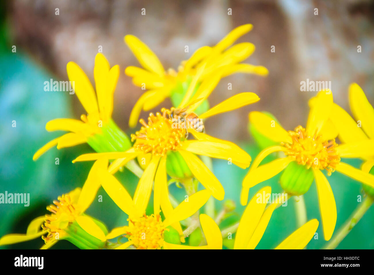 Unknown yellow flowers growing on the walking street in Jeju city, Jeju ...