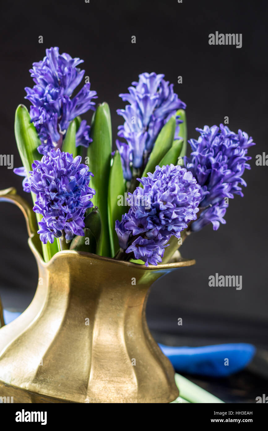First spring flower - blue hyacinth in brass vase copy space Stock ...
