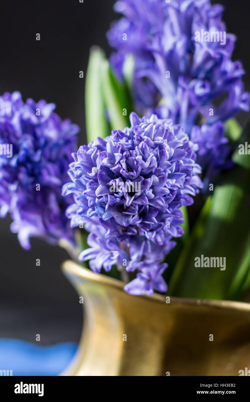 First spring flower - blue hyacinth in brass vase copy space Stock ...