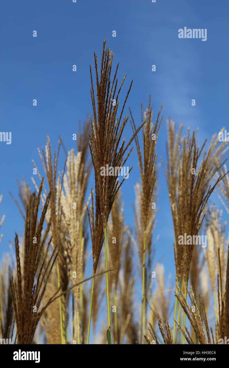 Grasstengel hi-res stock photography and images - Alamy
