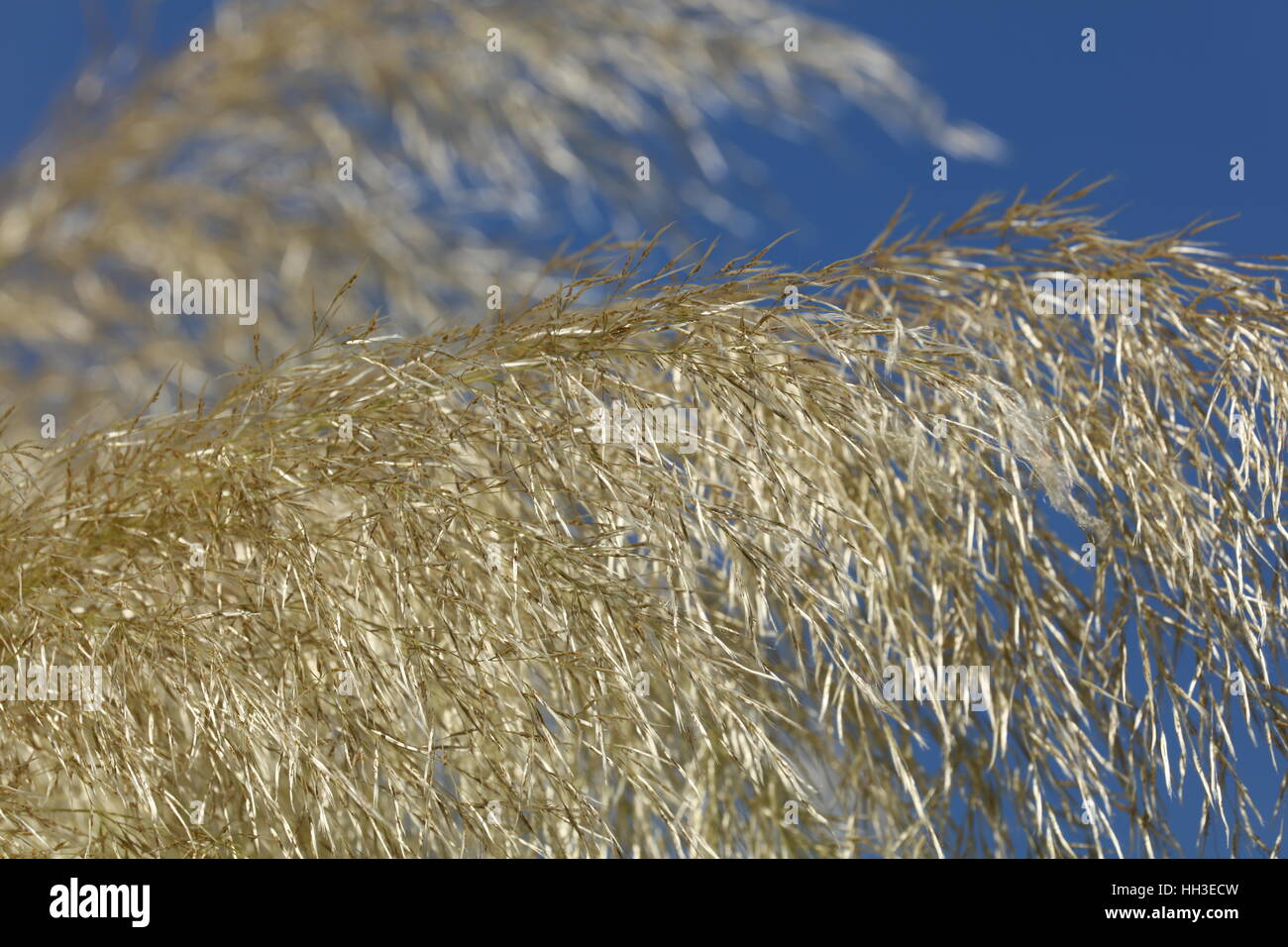 Sommer silhouette hi-res stock photography and images - Alamy