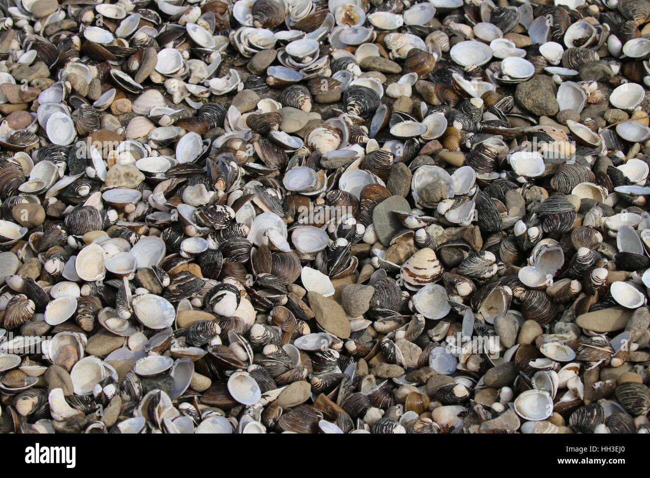 Muscheln am strand hi-res stock photography and images - Alamy