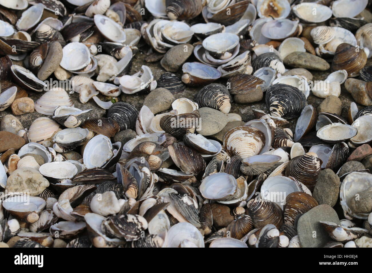 Rheinmuscheln hi-res stock photography and images - Alamy
