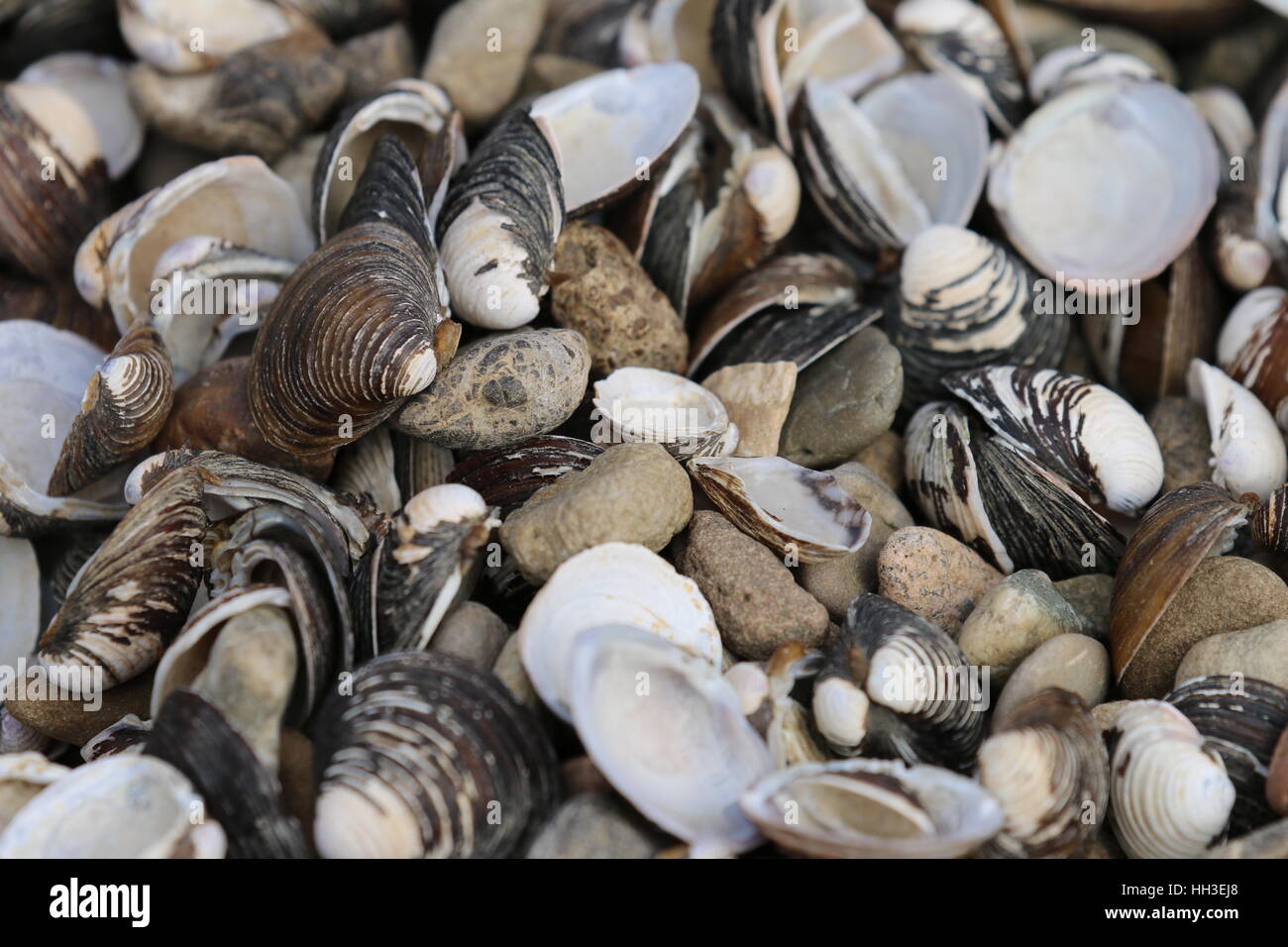 Muschel Muscheln High Resolution Stock Photography and Images - Alamy