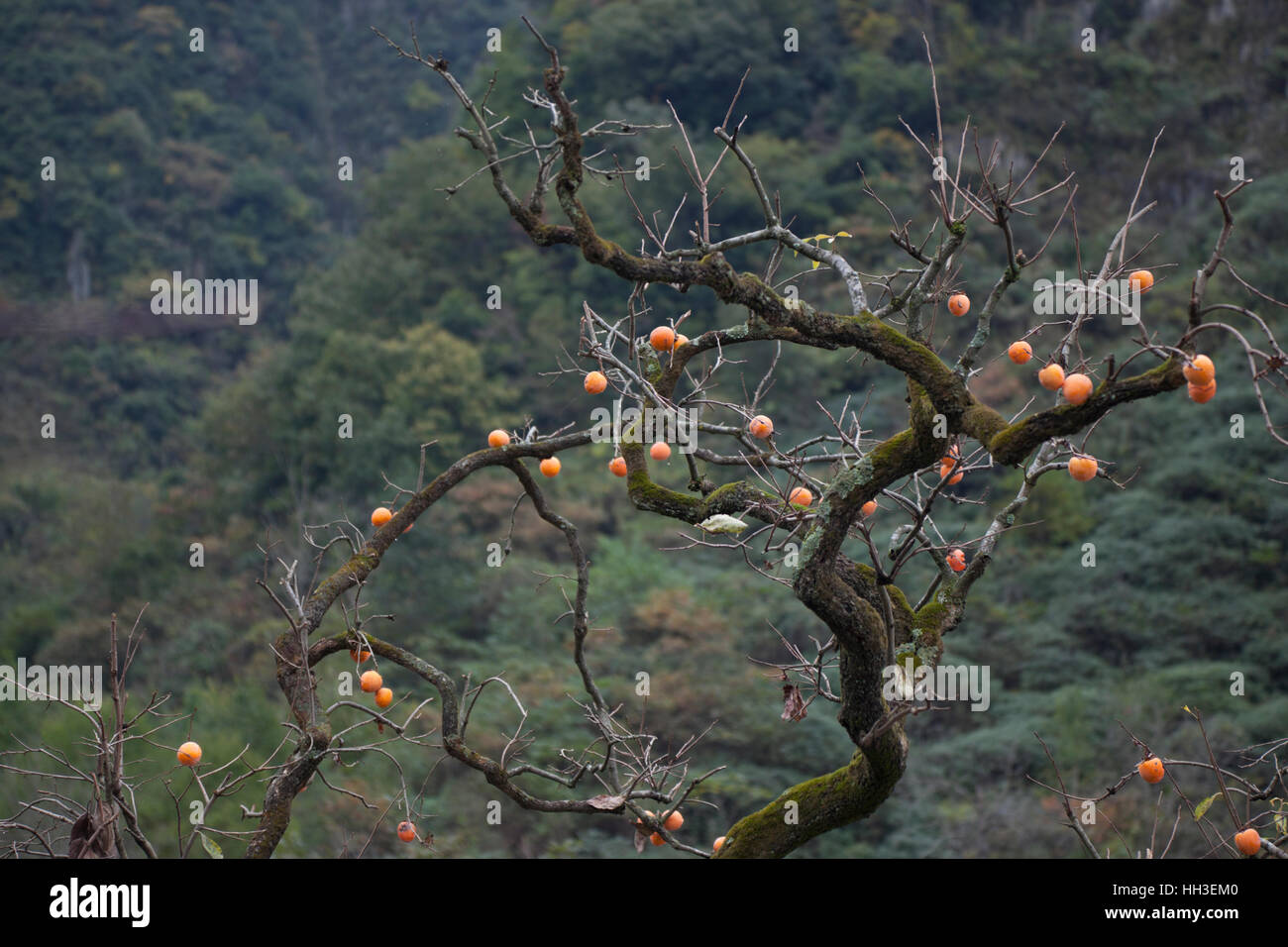 Persimmon fruits ripen in autumn in the mountains of Sichuan in west ...