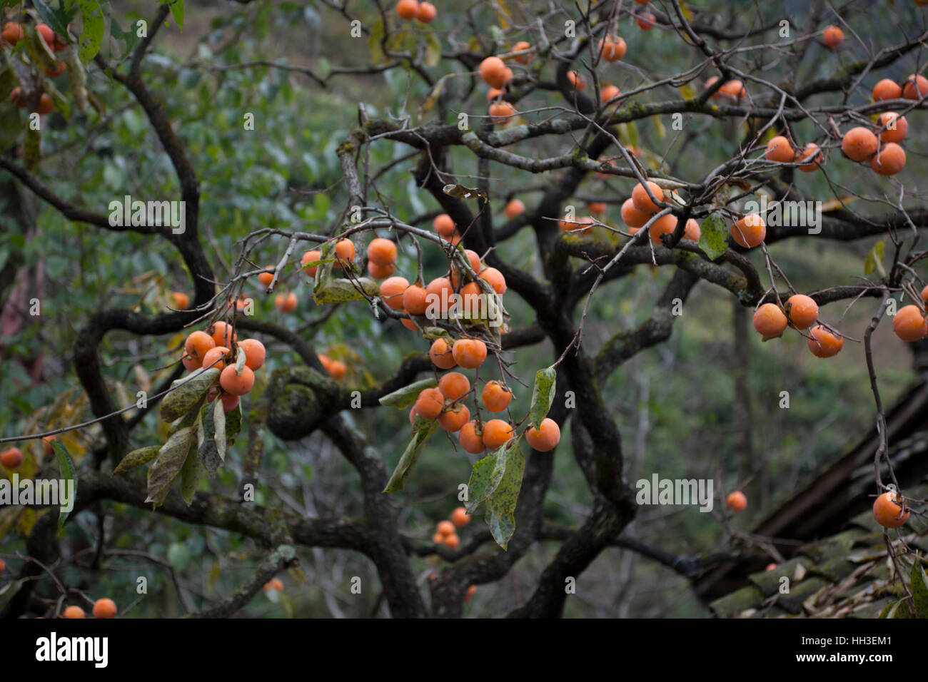 Persimmon fruits ripen in autumn in the mountains of Sichuan in west ...