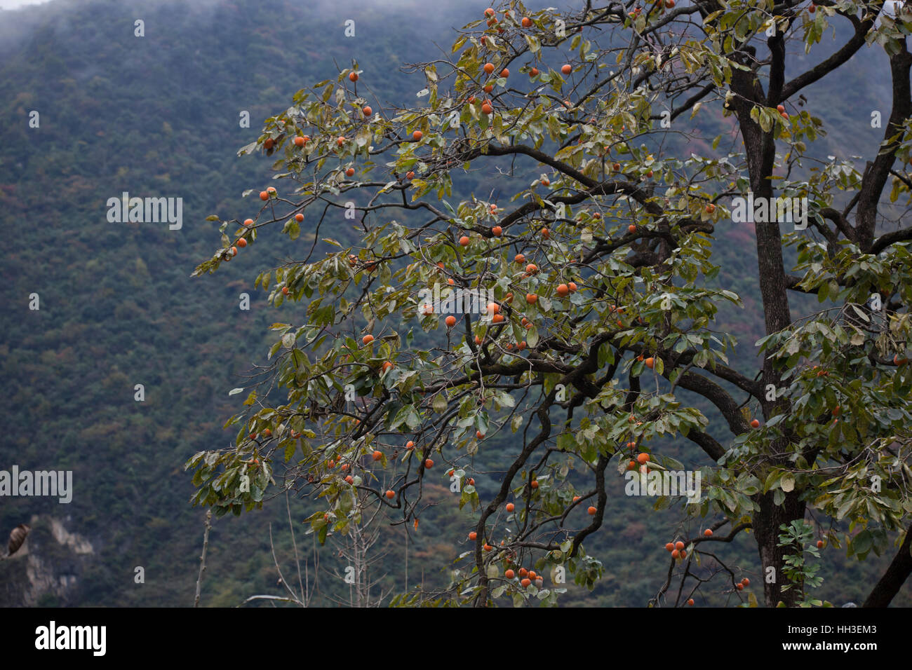 Persimmon fruits ripen in autumn in the mountains of Sichuan in west ...