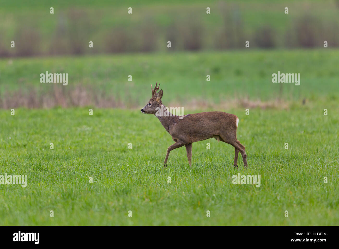 Young roebuck standing in green meadow Stock Photo - Alamy