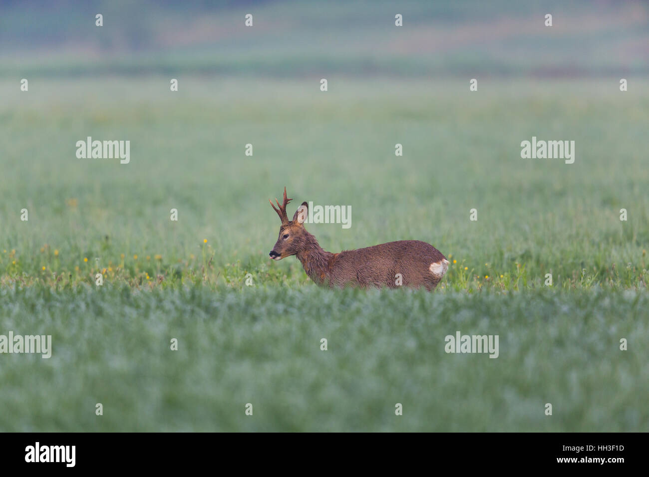 Young roebuck standing in green meadow Stock Photo - Alamy