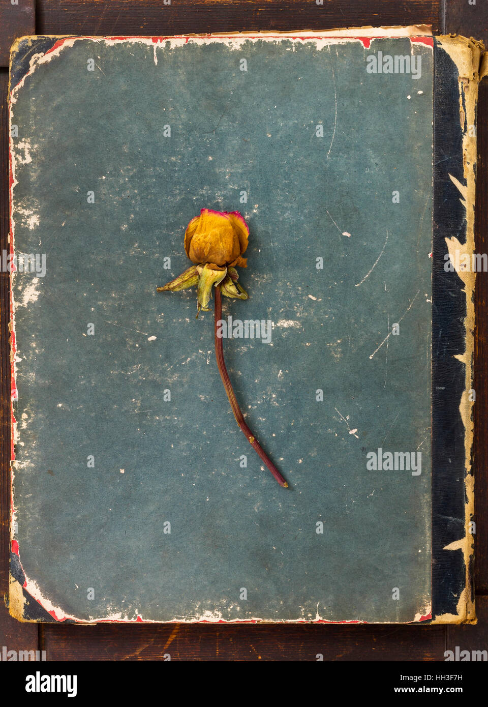 Single rose on aged stained grungy book cover - conceptual image with ...