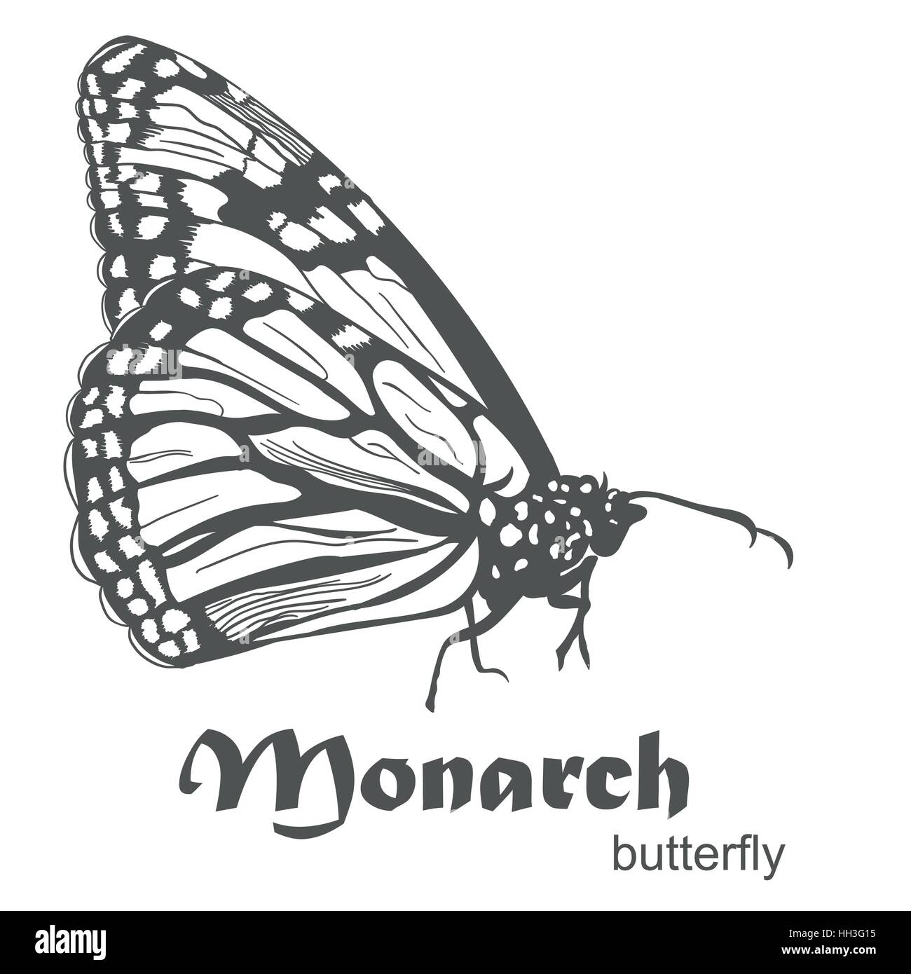 Side View Butterfly Drawing