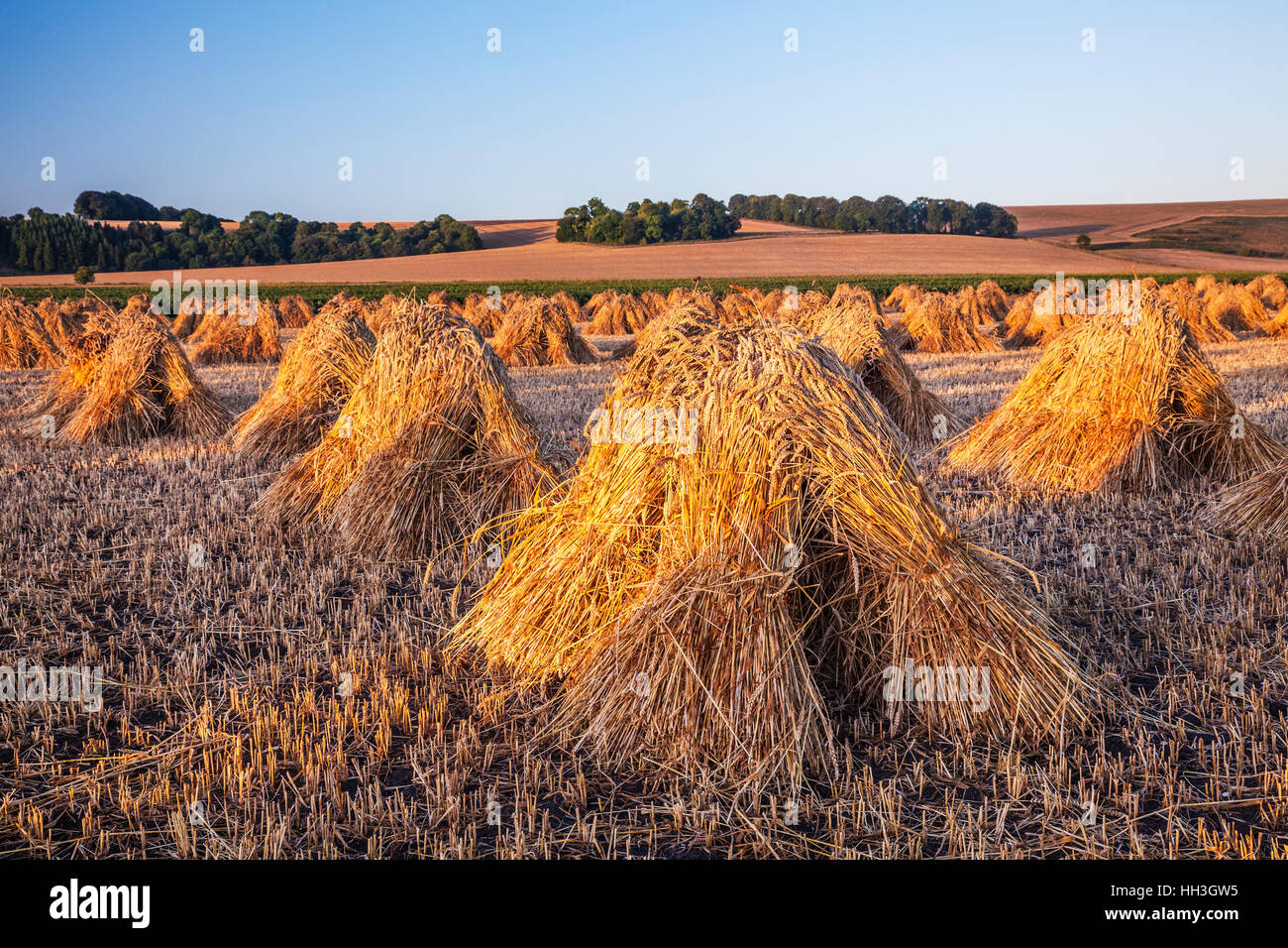 Hay stooks hi-res stock photography and images - Alamy