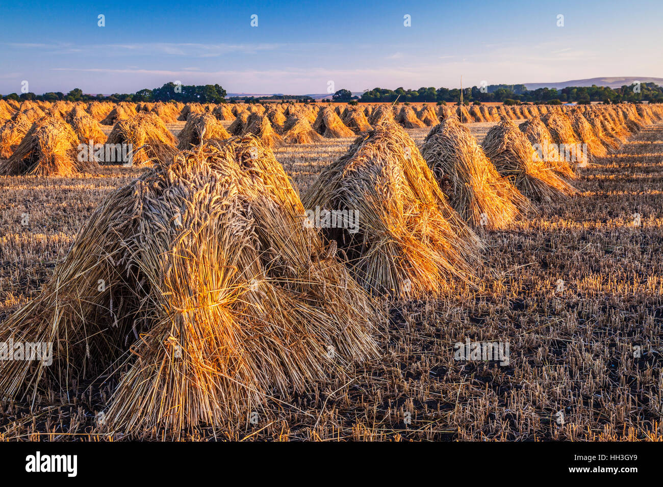 Hay stooks hi-res stock photography and images - Alamy