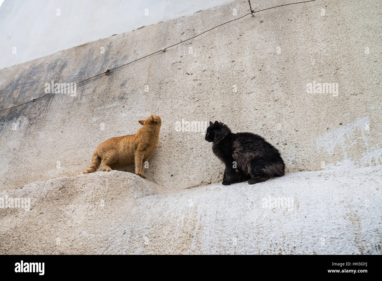Two cats on the wall in the old city of the Jerusalem, Israel Stock ...