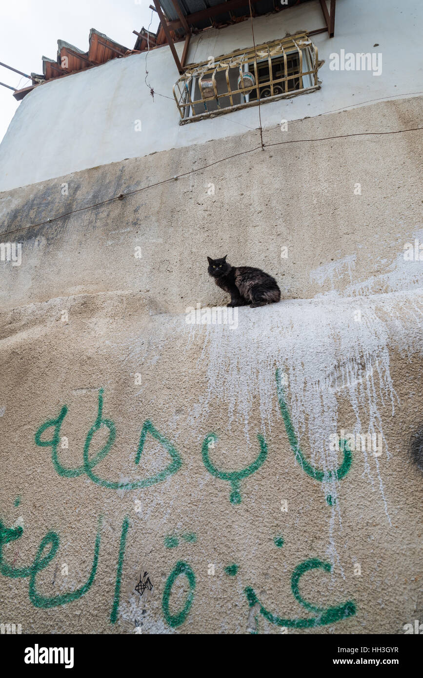 Two cats on the wall in the old city of the Jerusalem, Israel Stock ...
