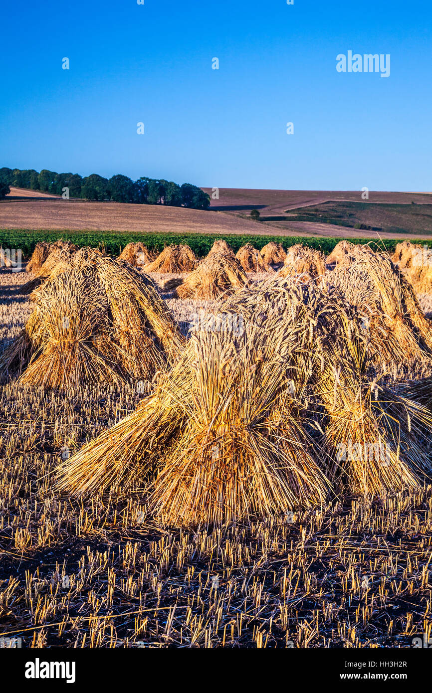Hay stooks hi-res stock photography and images - Alamy