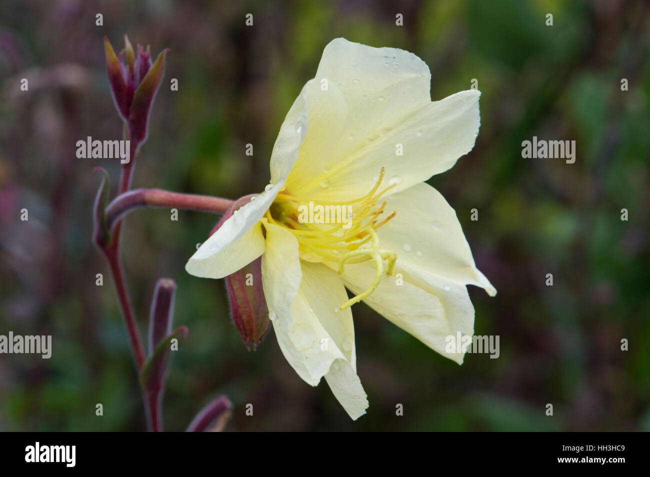 Oenothera 'Lemon sunset', (Evening primrose Stock Photo - Alamy