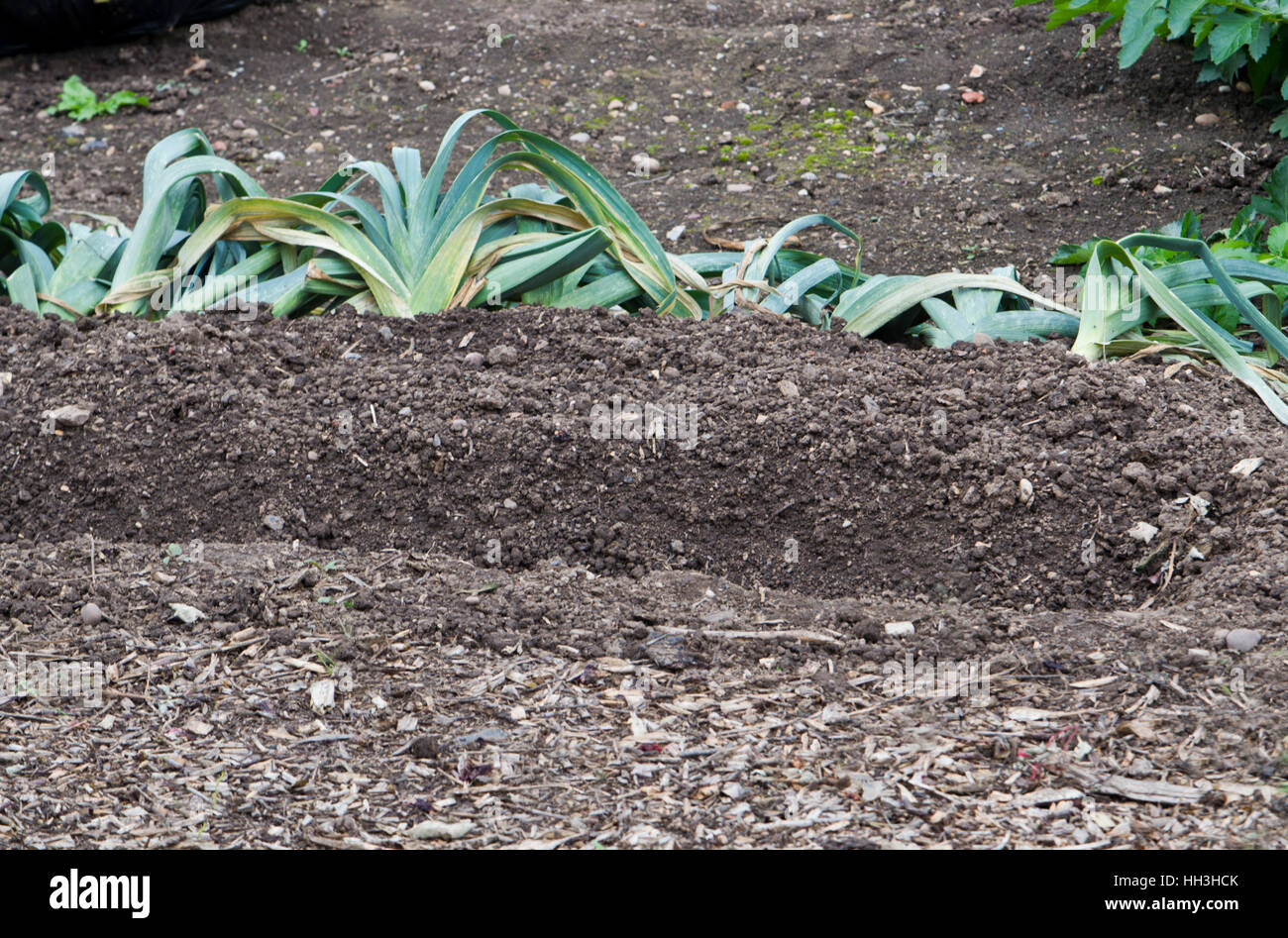 Growing leeks in winter hi-res stock photography and images - Alamy
