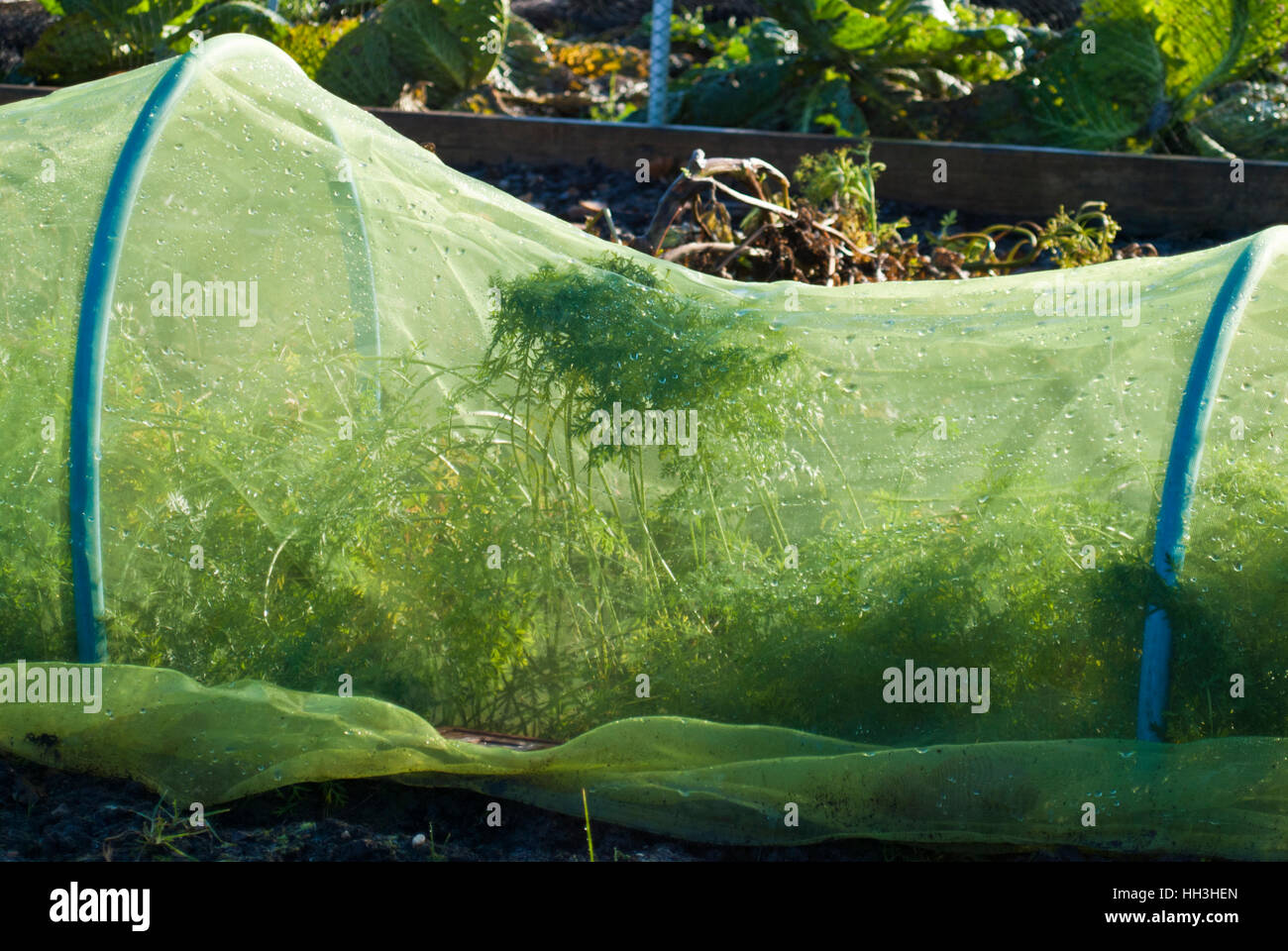 Protecting carrots using fine mesh netting Stock Photo - Alamy