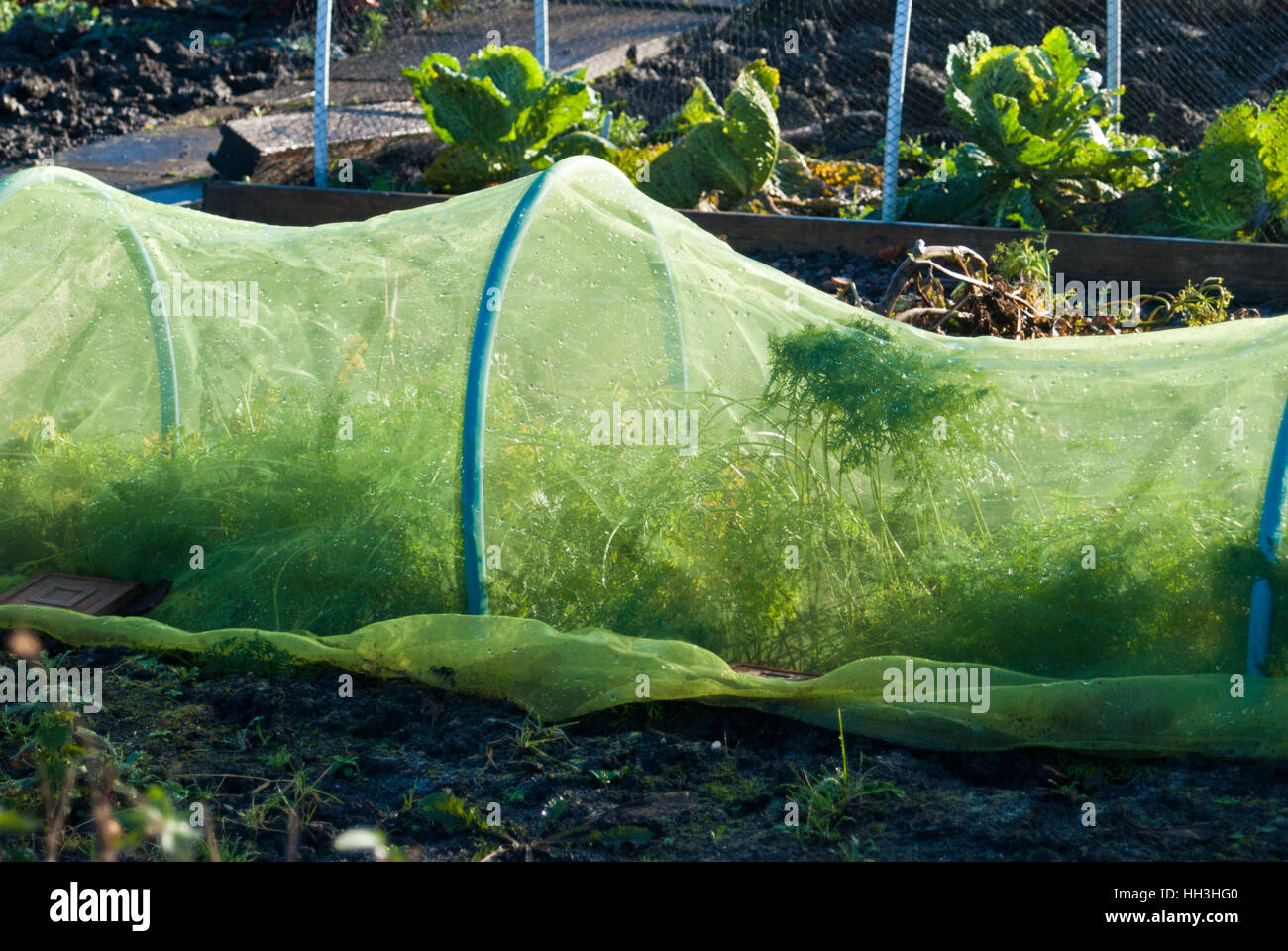 Mesh netting carrot hi-res stock photography and images - Alamy