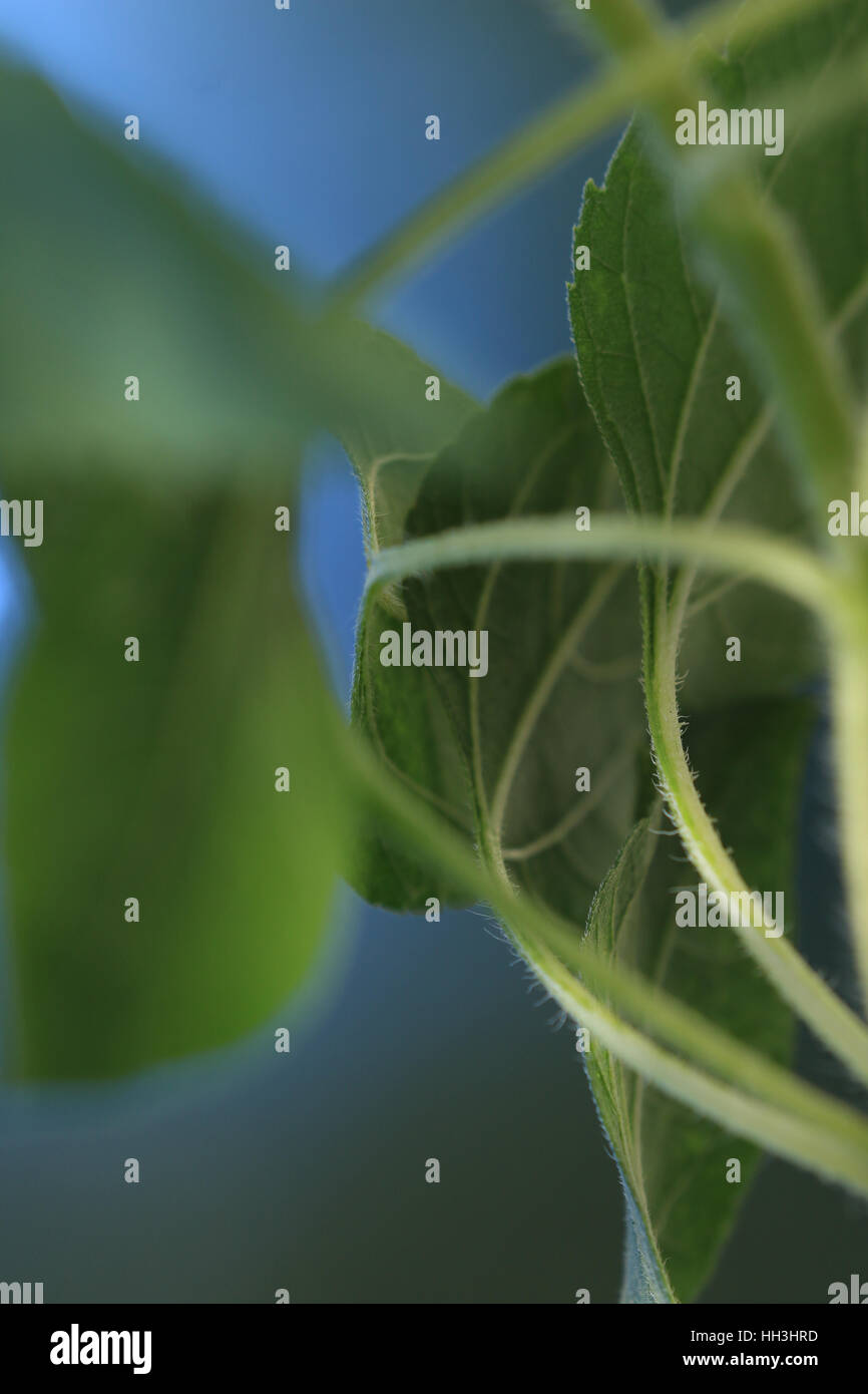 Sunflower stems stalk hi-res stock photography and images - Alamy