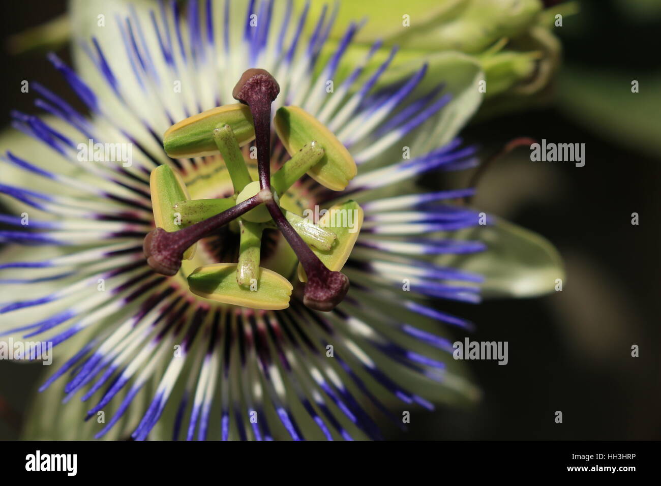 Passion fruit nectar hi-res stock photography and images - Alamy