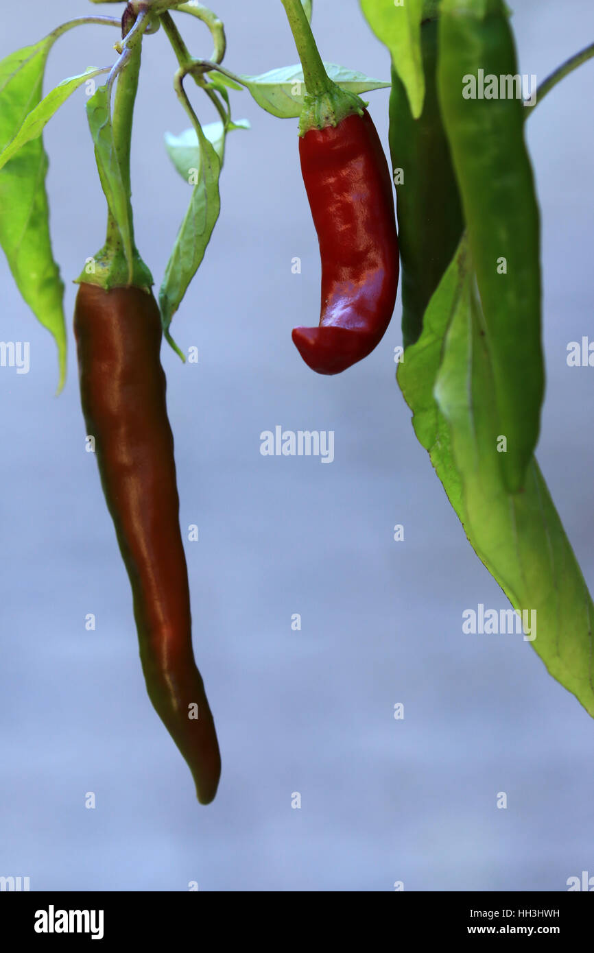 Strong chilis hi-res stock photography and images - Alamy