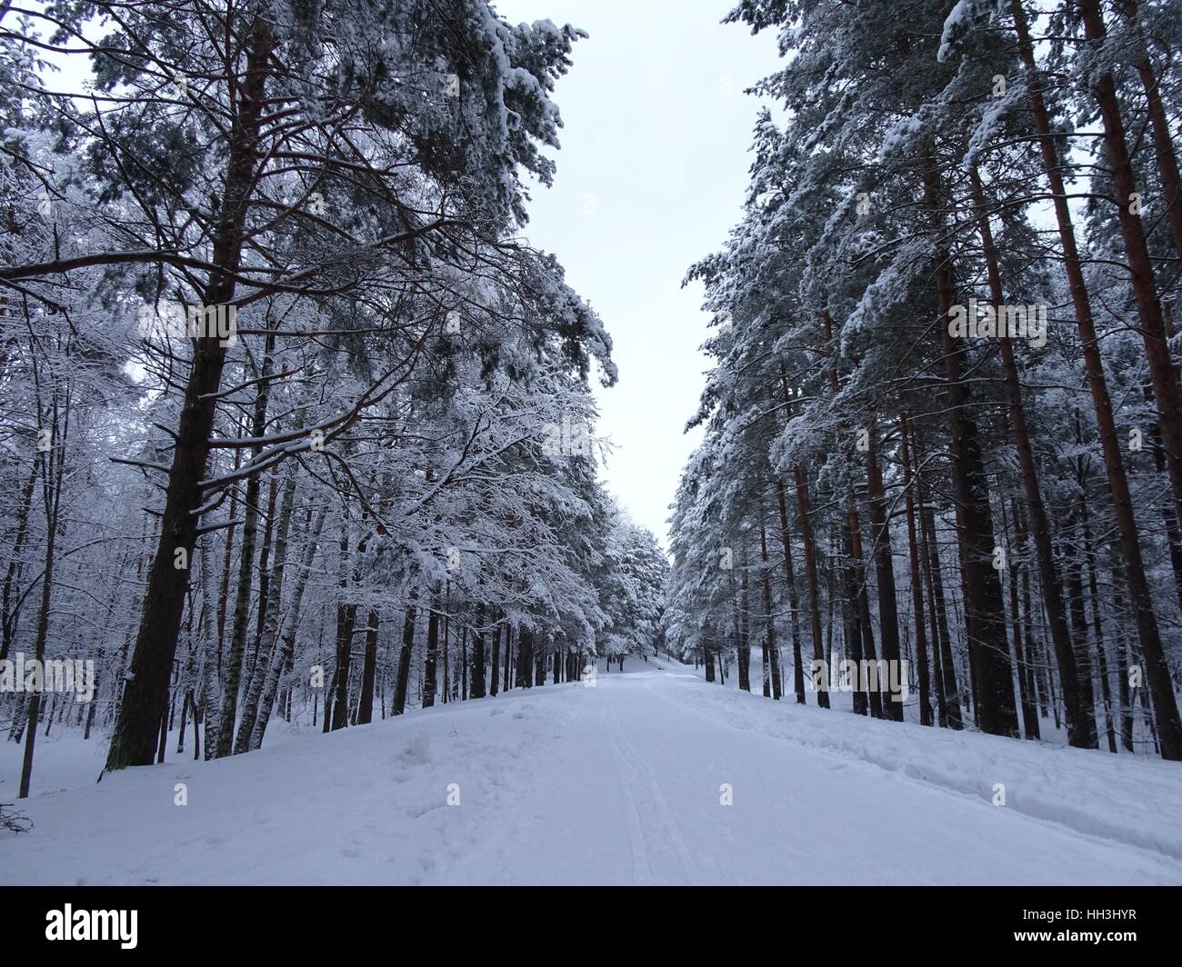 Road in the forest covered in snow Stock Photo - Alamy