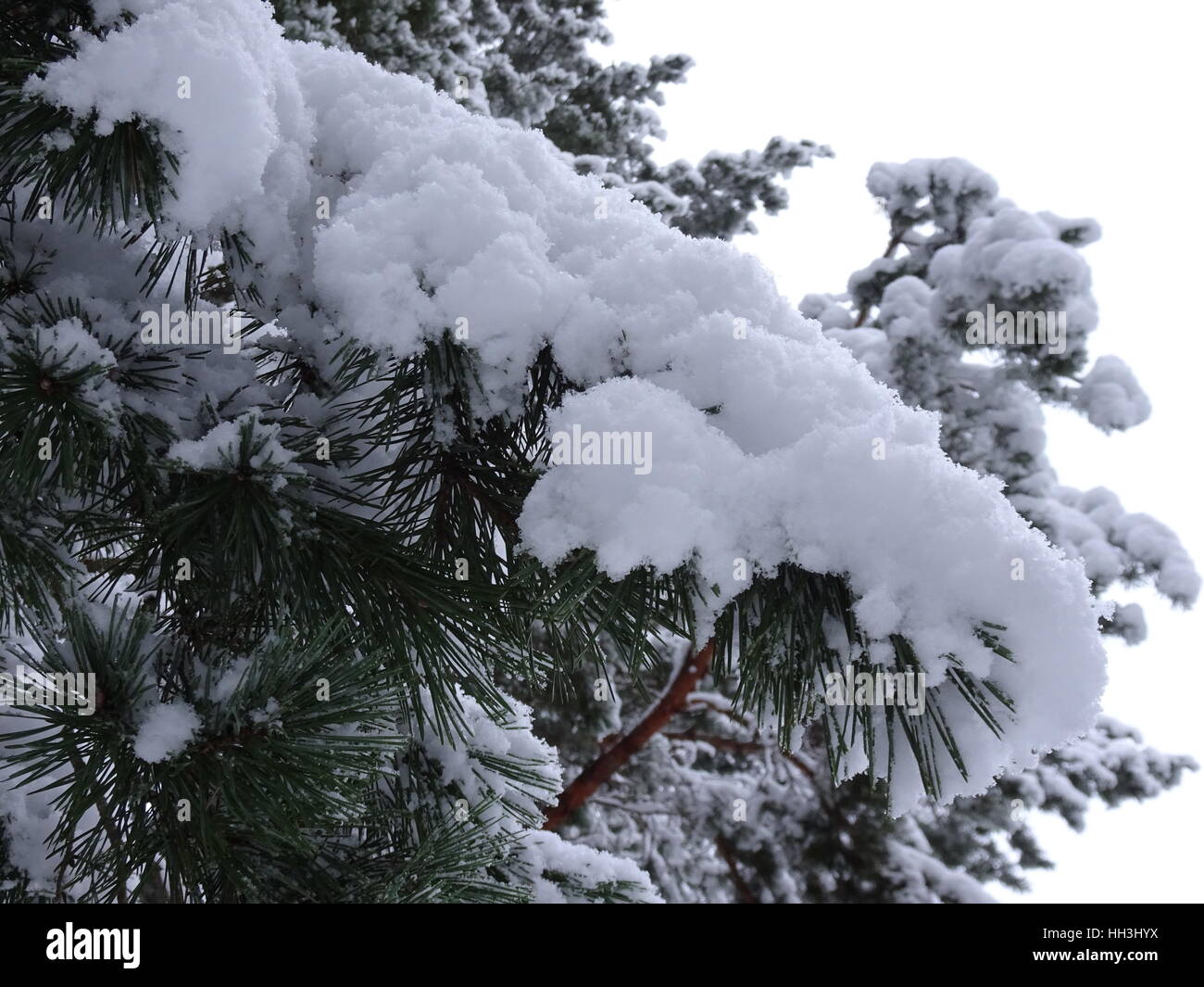 Pine tree covered in deep snow Stock Photo - Alamy