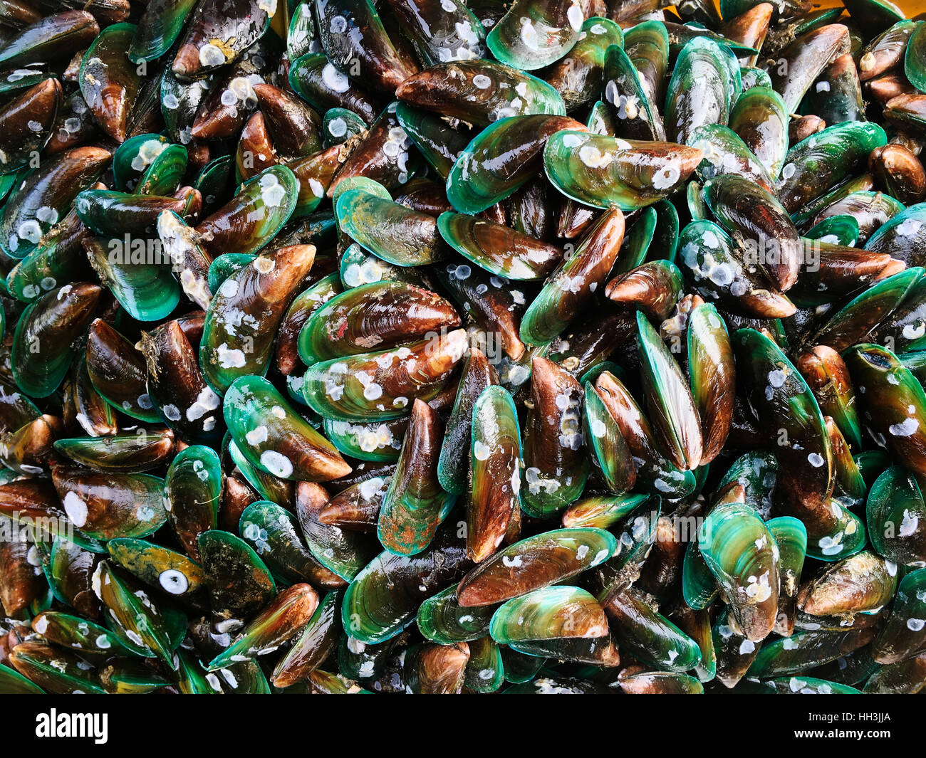 Mussel Clam Seashell Steamed Culinary Concept Stock Photo - Alamy