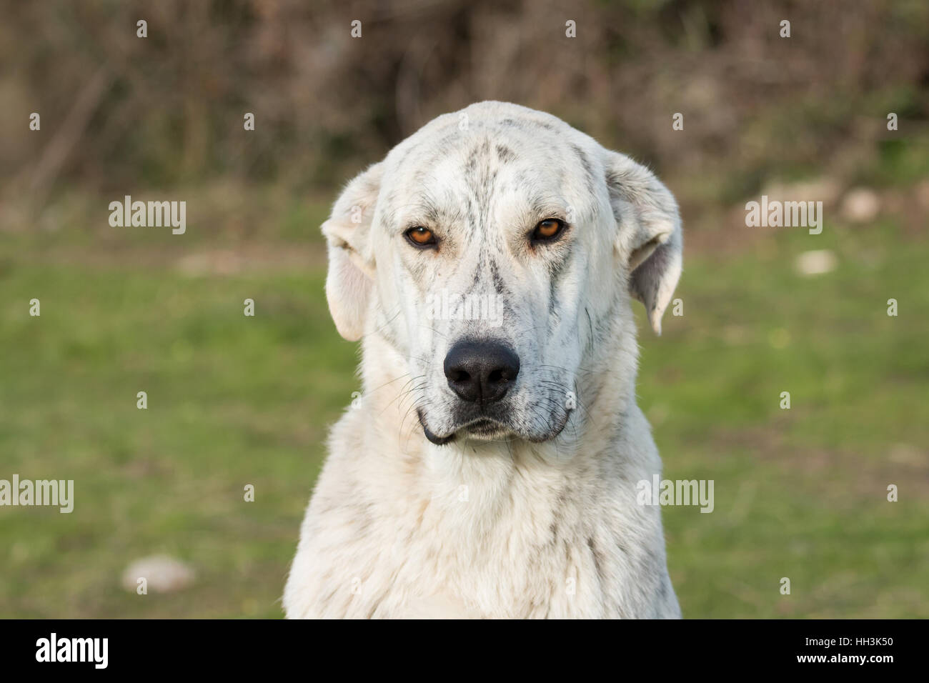 Labrador and big head hi-res stock photography and images - Alamy