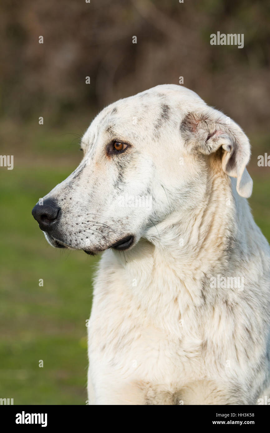 Big white labrador dog in the grass of the field Stock Photo - Alamy