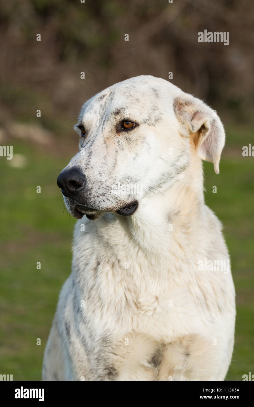 Big white labrador dog in the grass of the field Stock Photo - Alamy