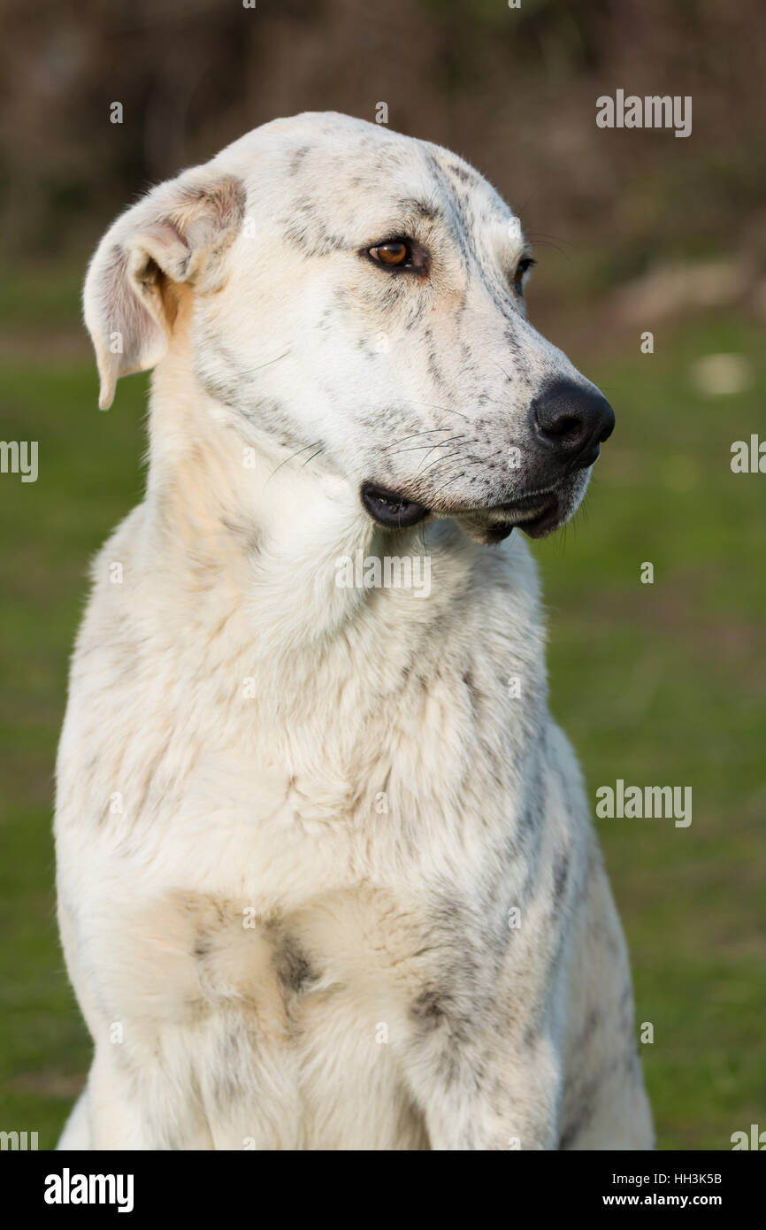 Big white labrador dog in the grass of the field Stock Photo - Alamy