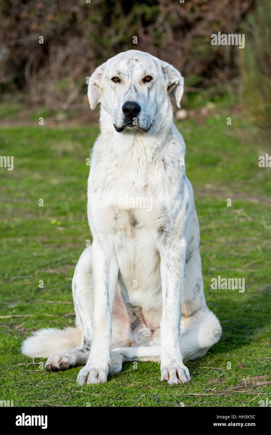 Beautiful white labrador dog sit hi-res stock photography and images ...