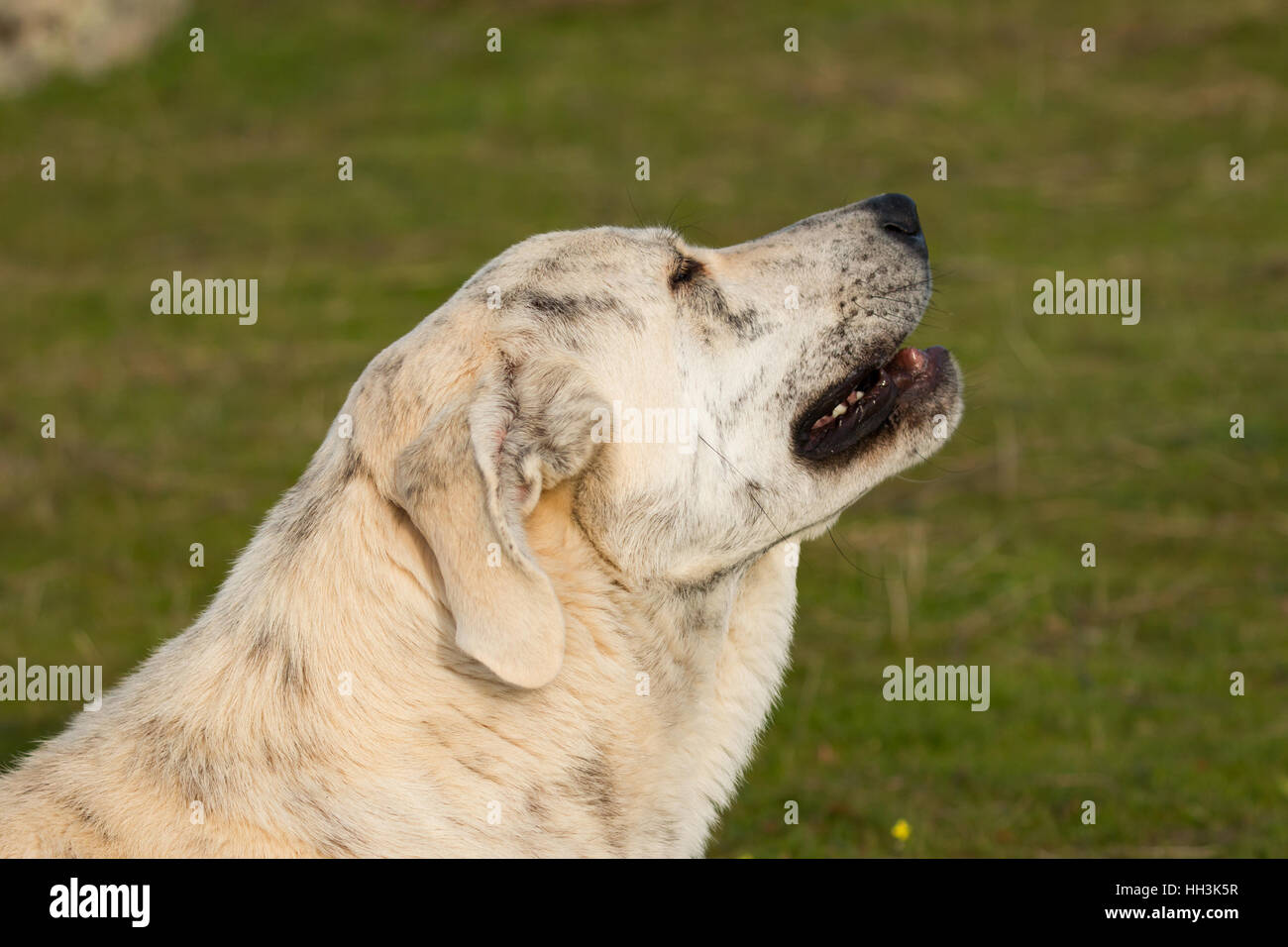 Big white labrador dog in the grass of the field Stock Photo - Alamy