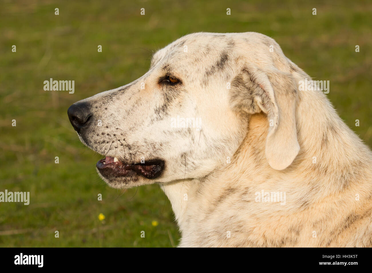 Labrador and big head hi-res stock photography and images - Alamy