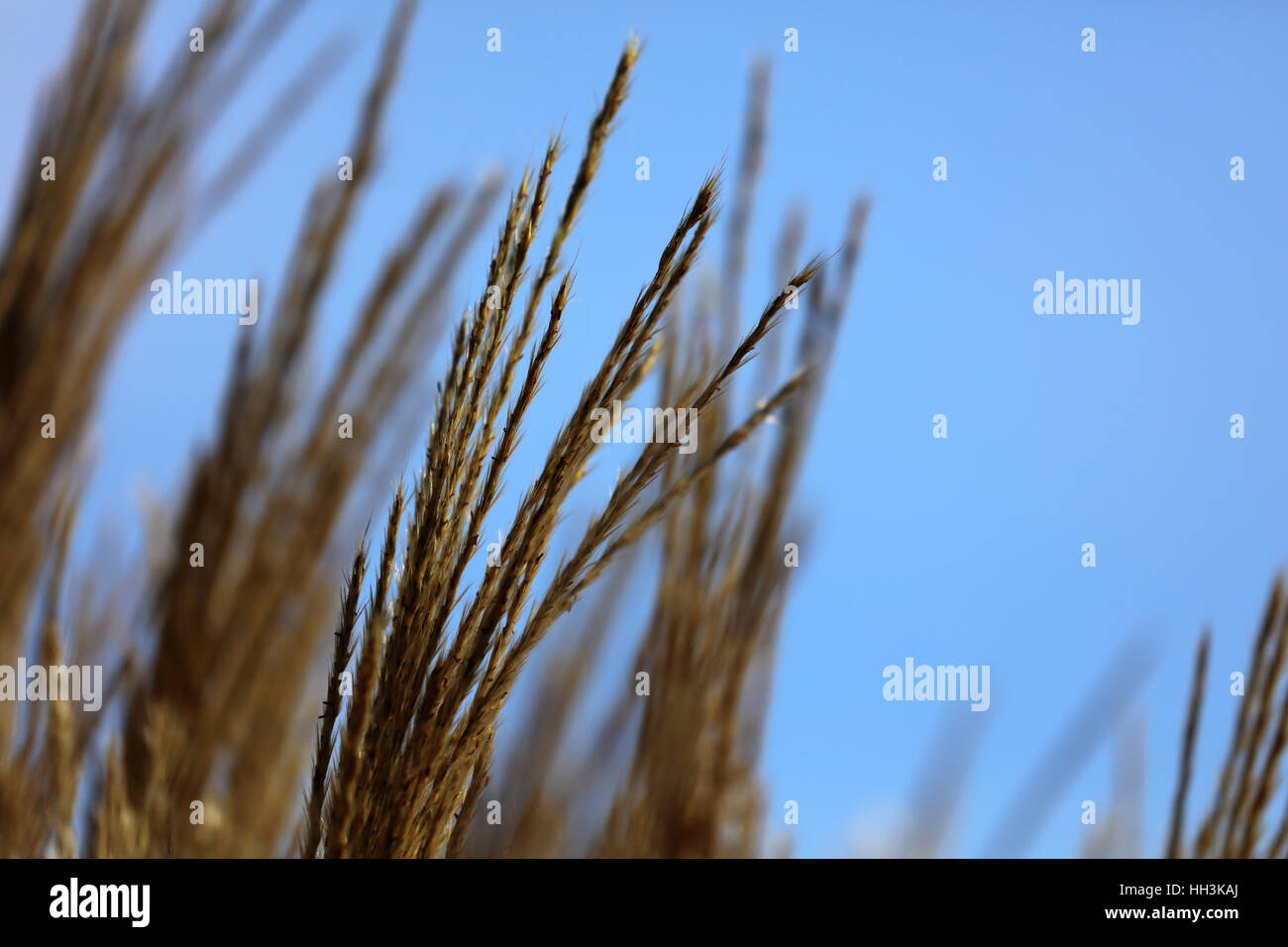 Gräser silhouette hi-res stock photography and images - Alamy