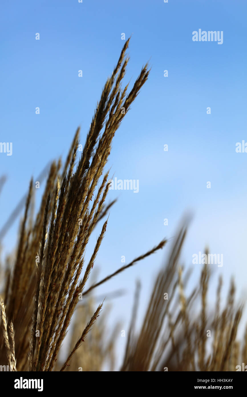 Gräser silhouette hi-res stock photography and images - Alamy