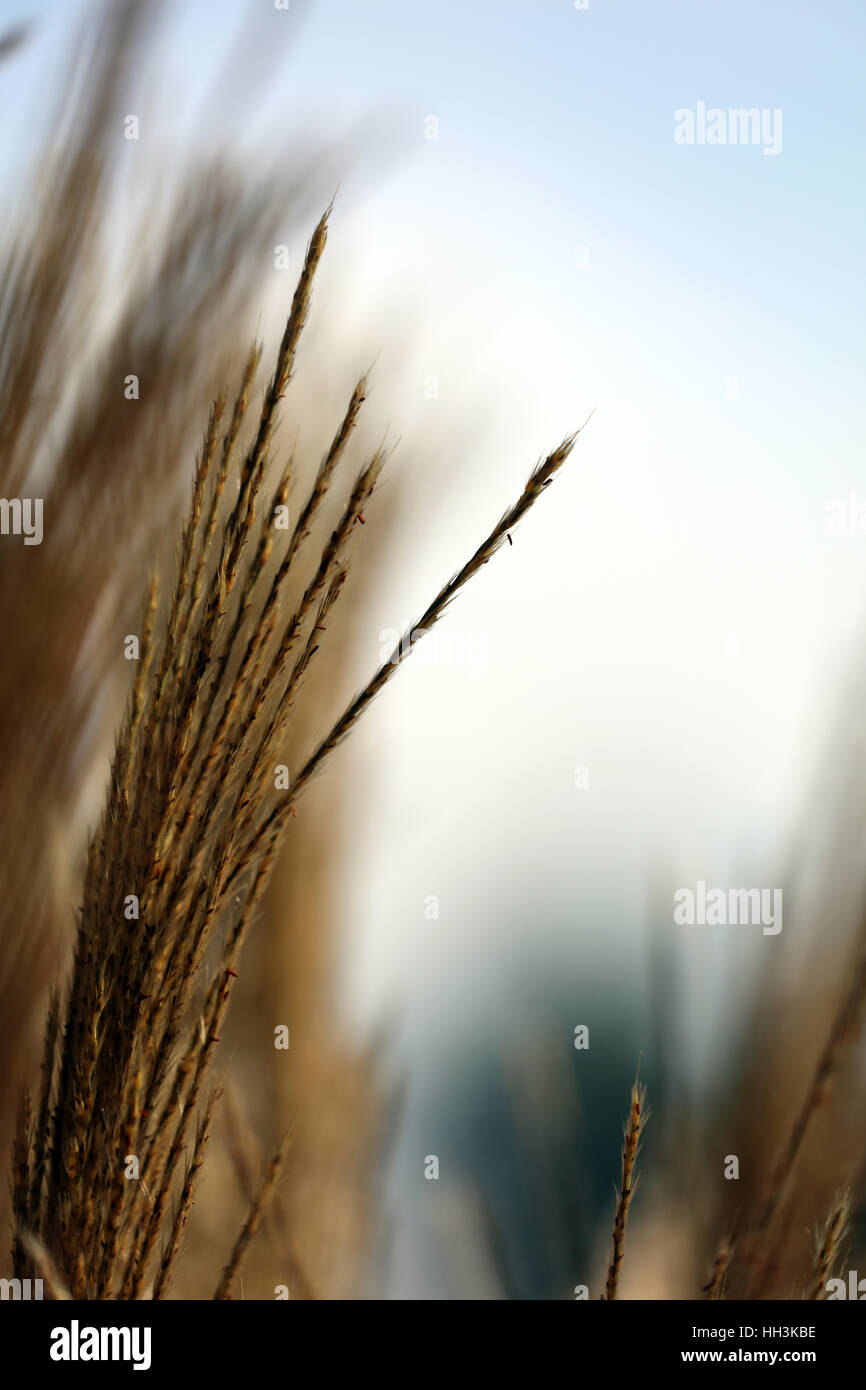 Gräser silhouette hi-res stock photography and images - Alamy