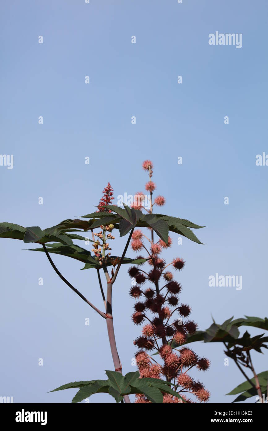 Wondertree hi-res stock photography and images - Alamy