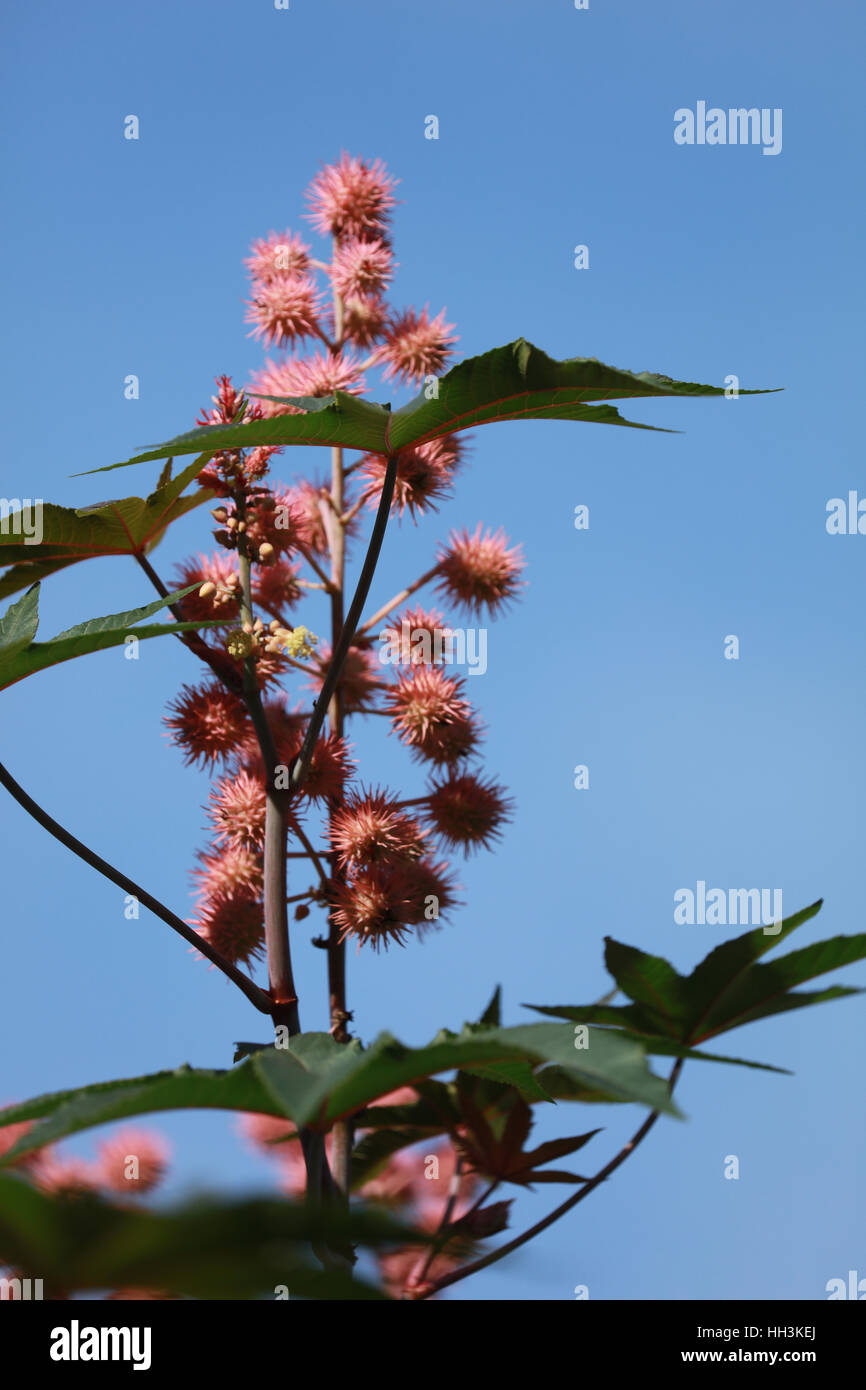 Wonder tree Ricinus communis Stock Photo - Alamy