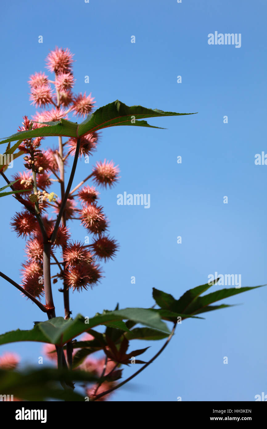 Wonder tree Ricinus communis Stock Photo - Alamy