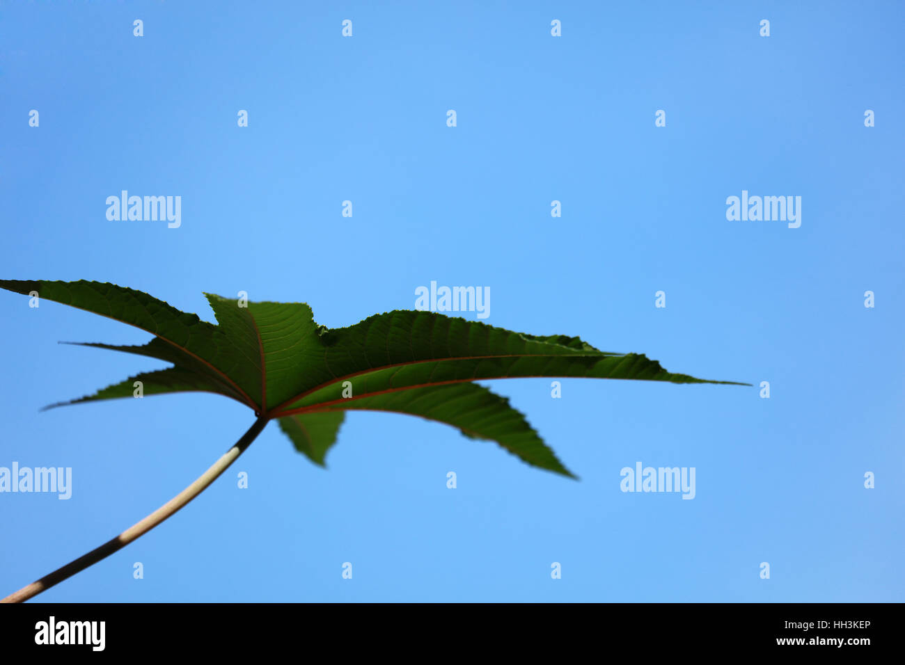 Wonder tree Ricinus communis Stock Photo - Alamy