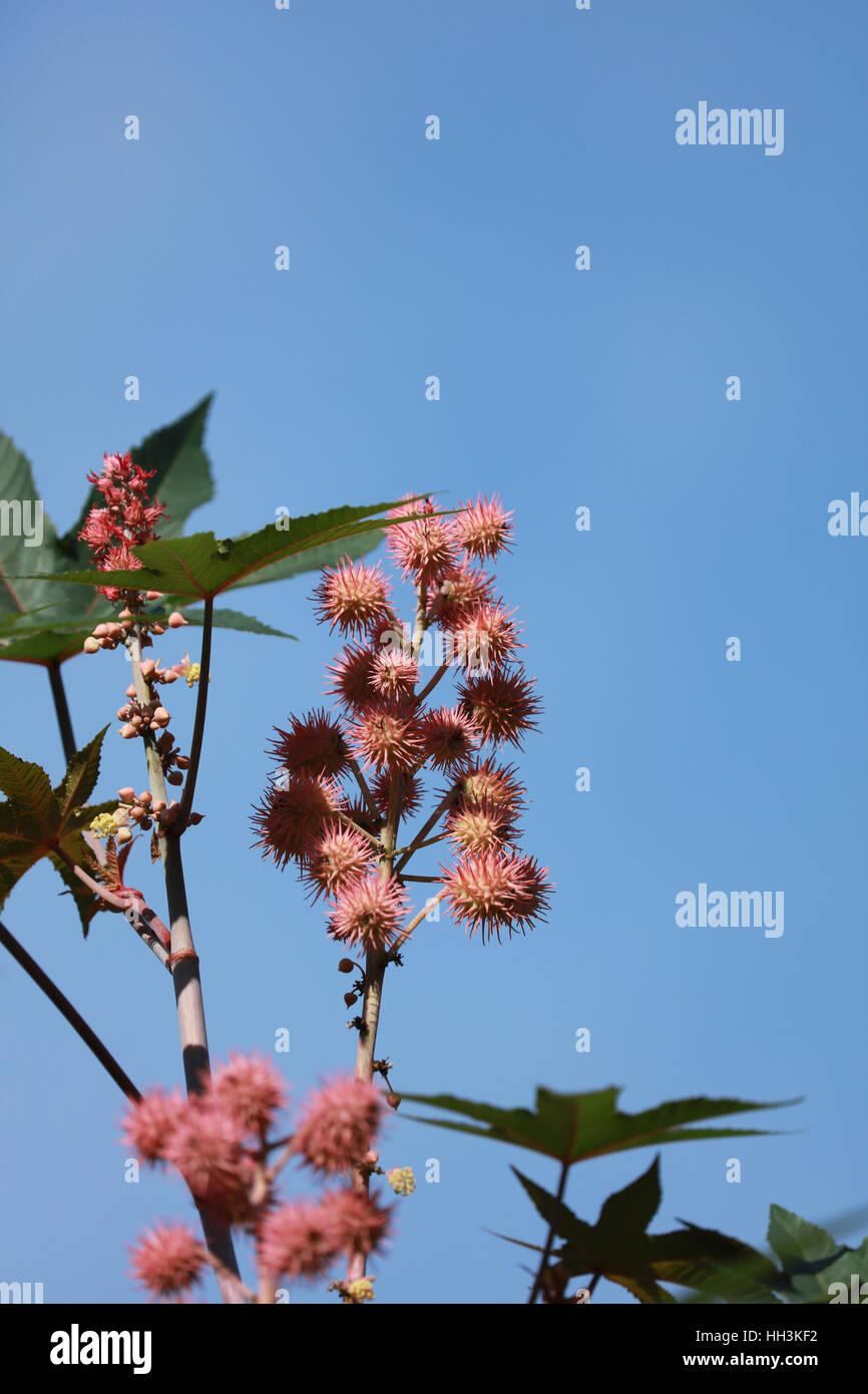 Wonder tree Ricinus communis Stock Photo - Alamy