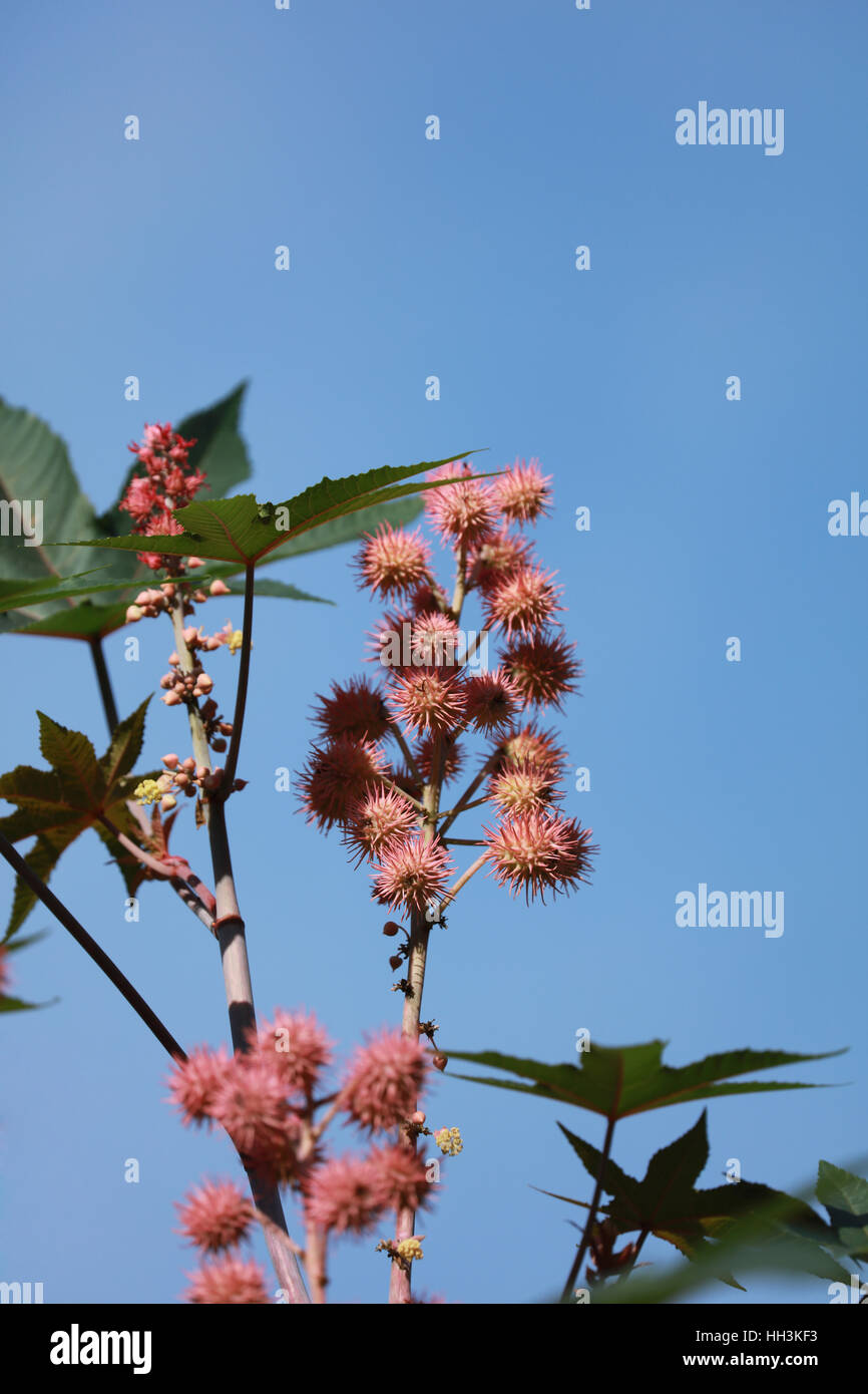 Wonder tree hi-res stock photography and images - Alamy